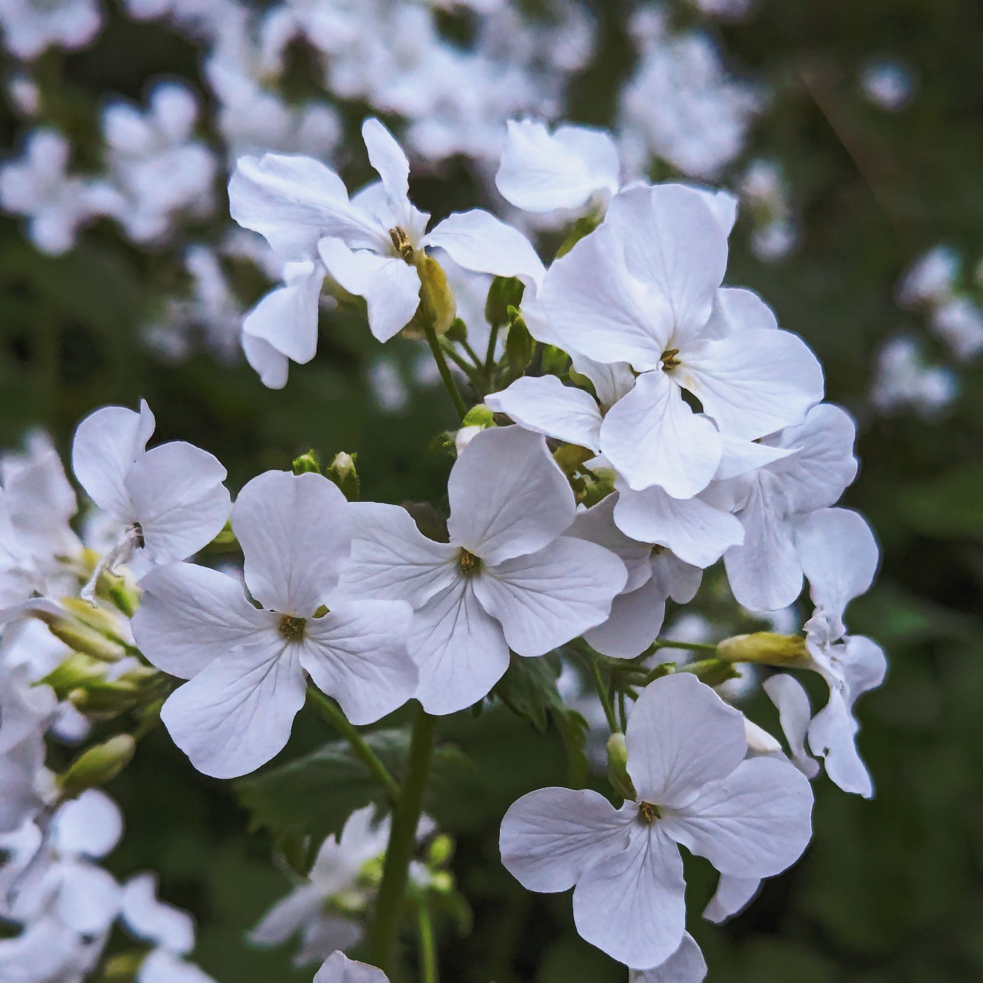 14th April 2024 – haiku.blog