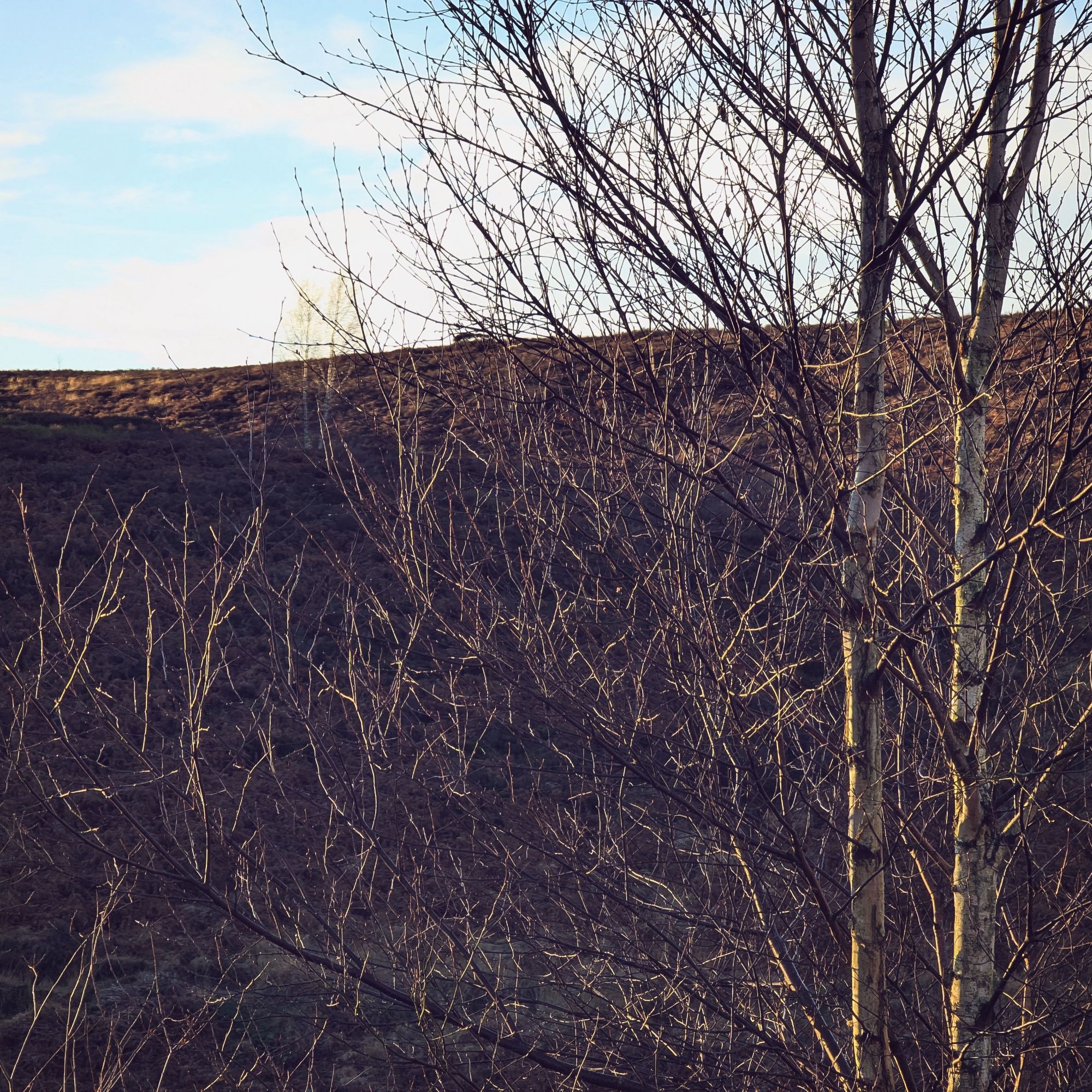 16th January 2025 – haiku.blog