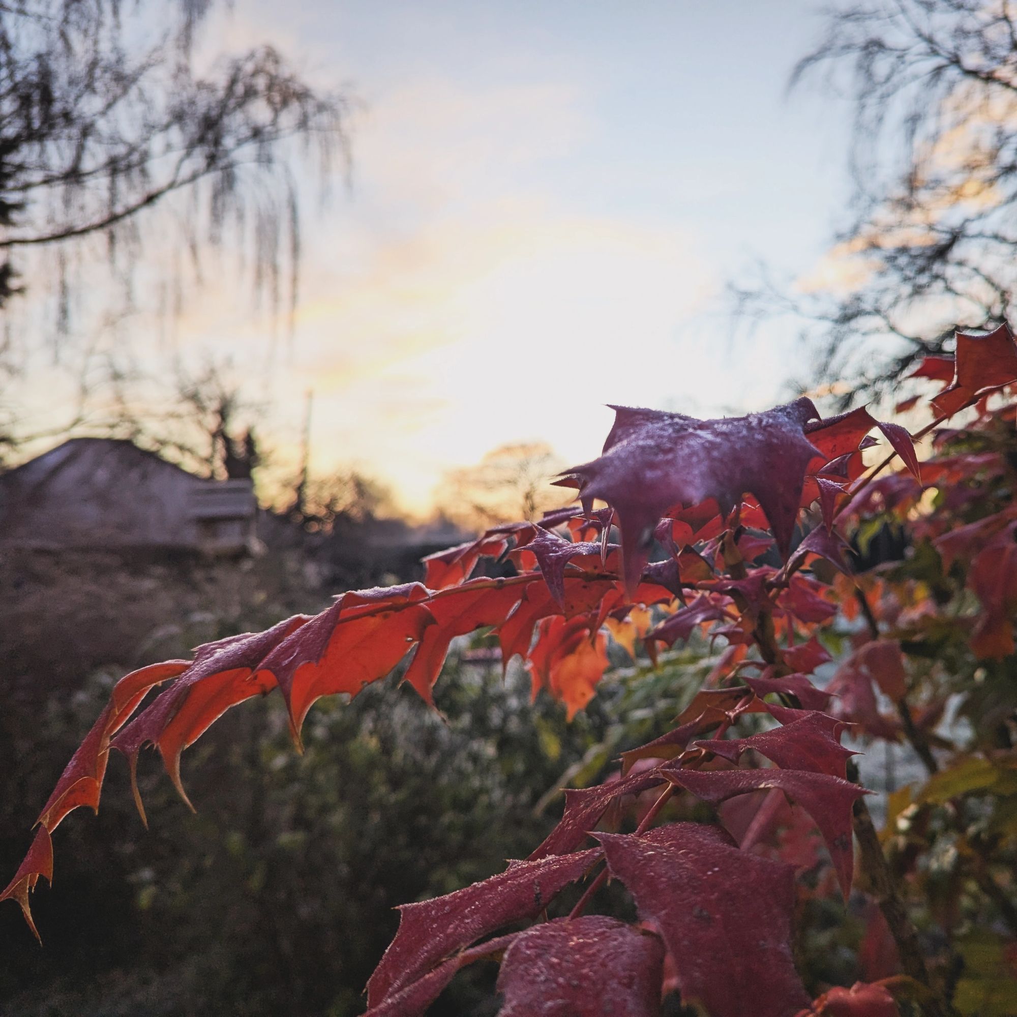 22nd January 2025 – haiku.blog