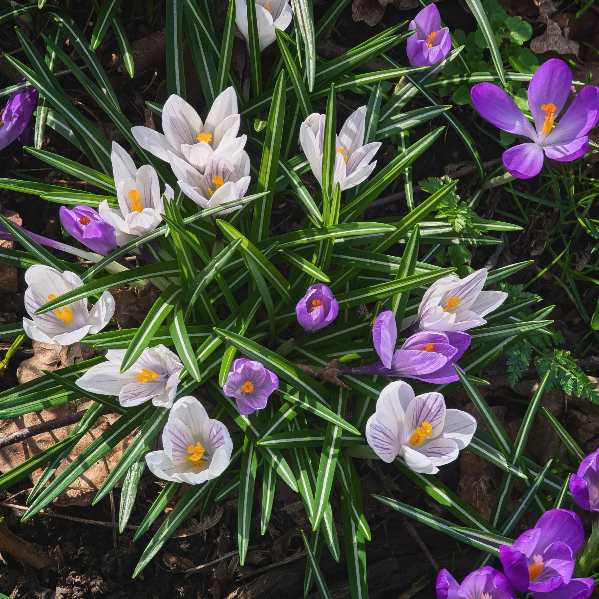 14th March 2025 – haiku.blog