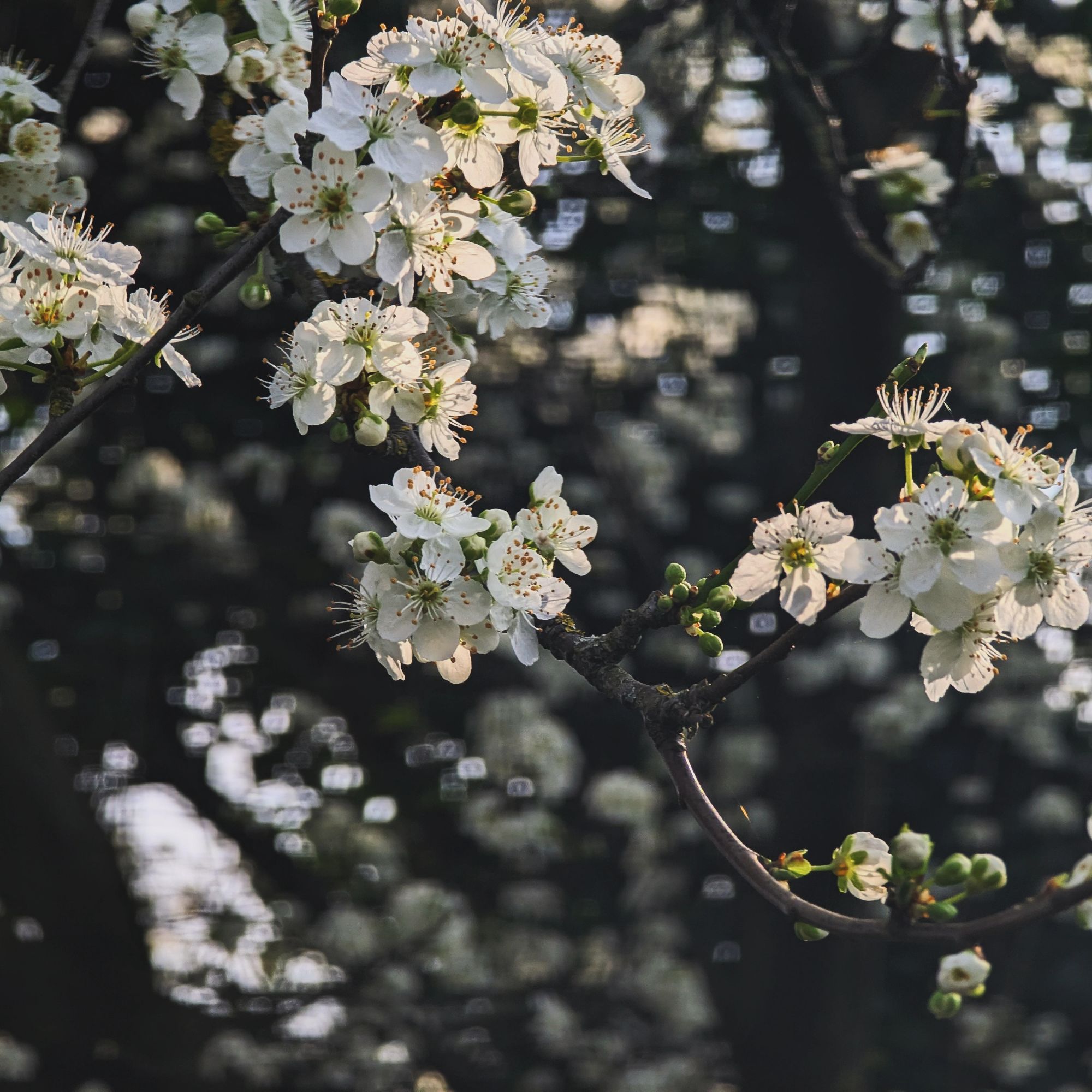 16th March 2025 – haiku.blog