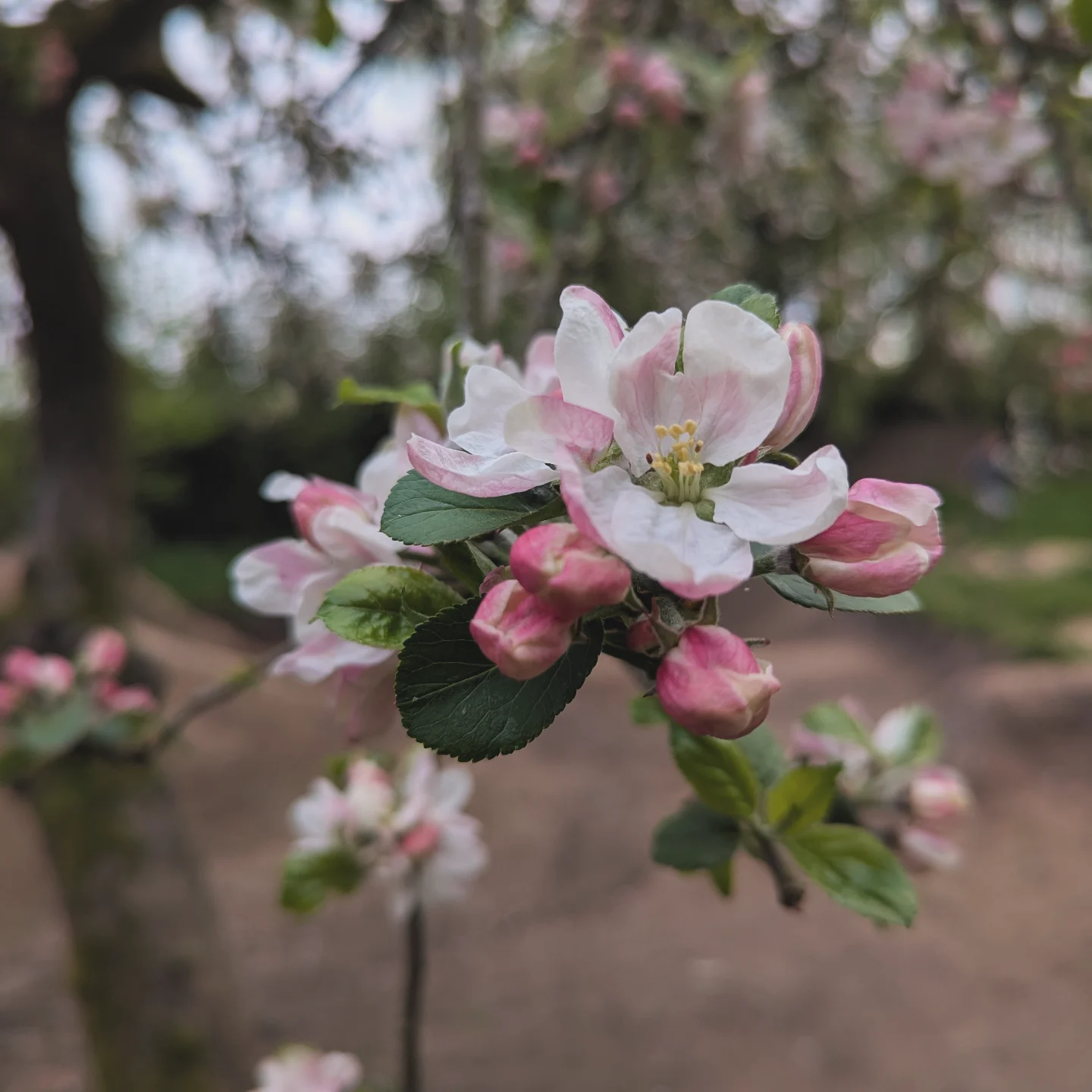 22nd April 2025 – haiku.blog