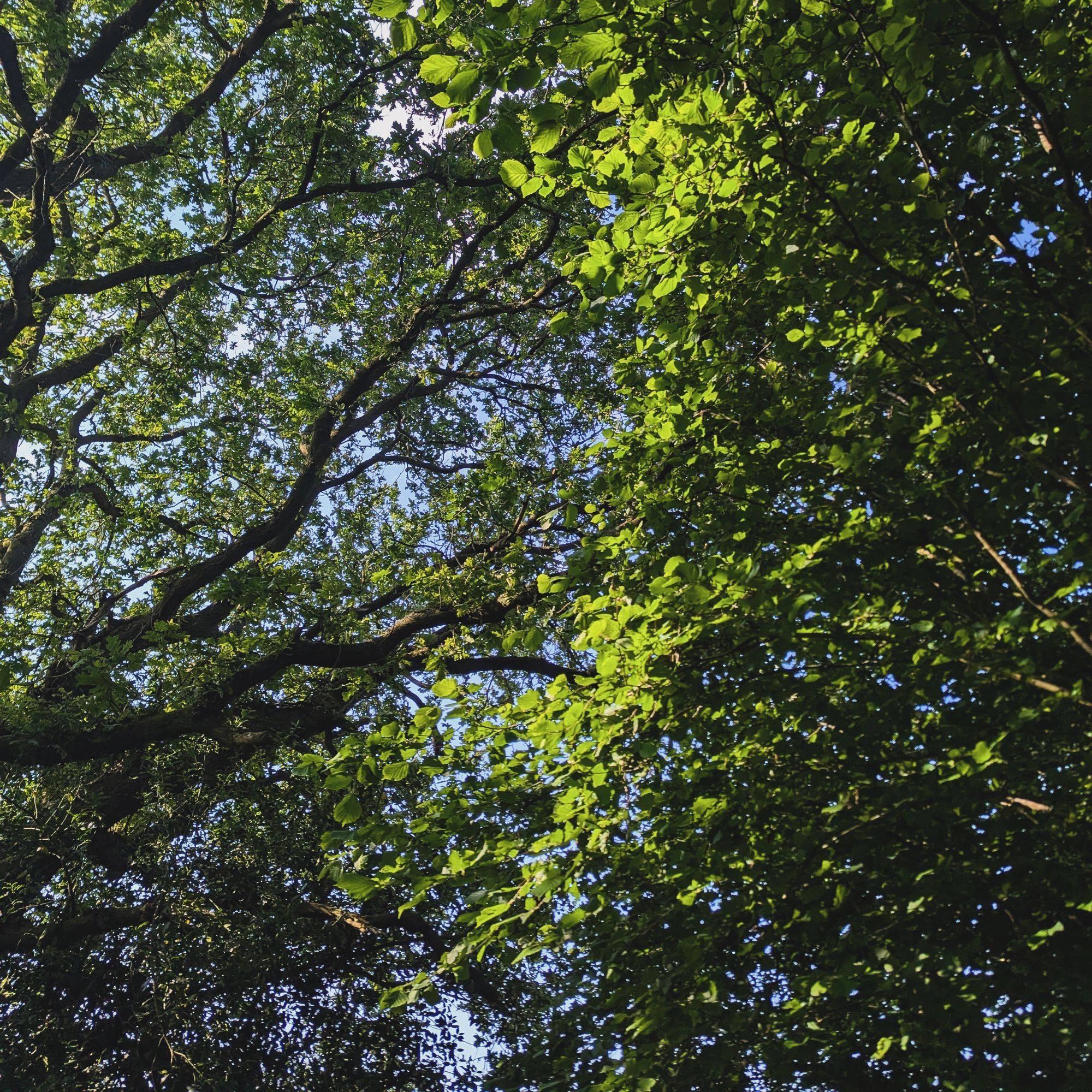 20th June 2025 – haiku.blog