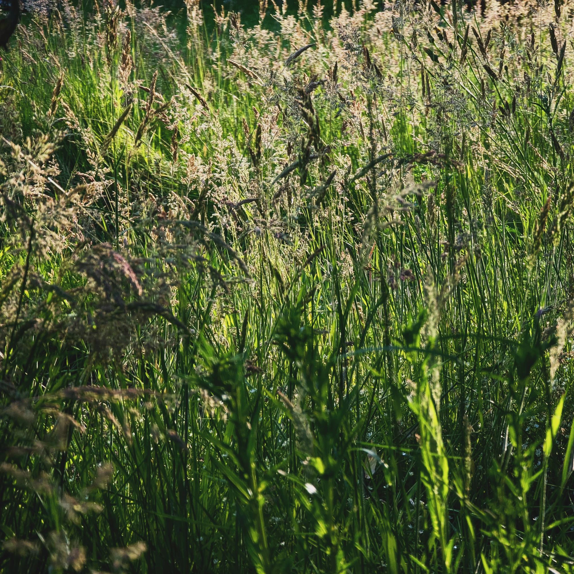 21st June 2025 – haiku.blog