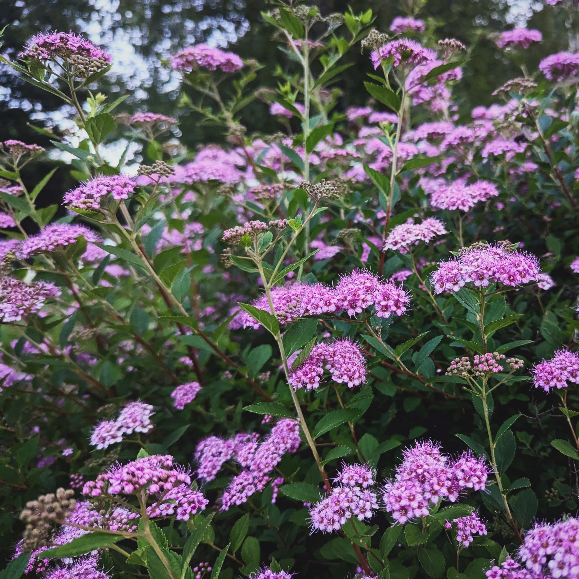 23rd June 2025 – haiku.blog